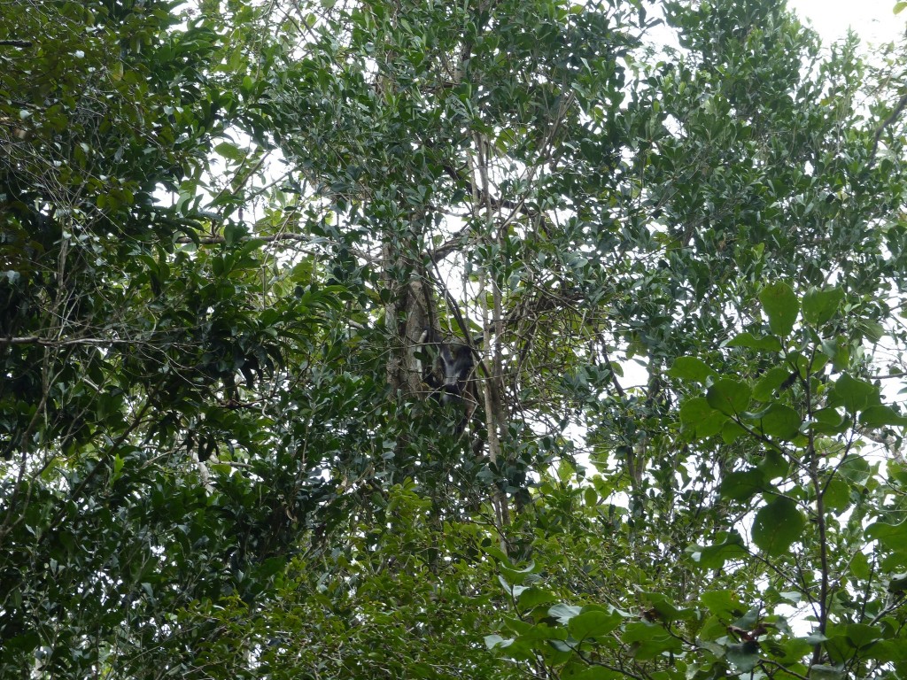 Visiting the Coba Archaeological site (Coba Ruins) | 4Globetrotters